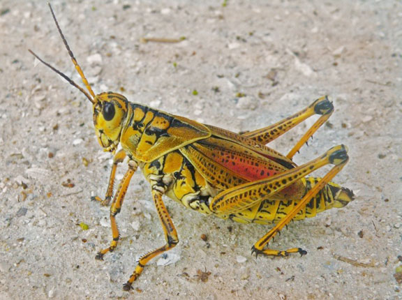 Locust Attack Threatens Food Security In Pakistan - Daily Parliament Times