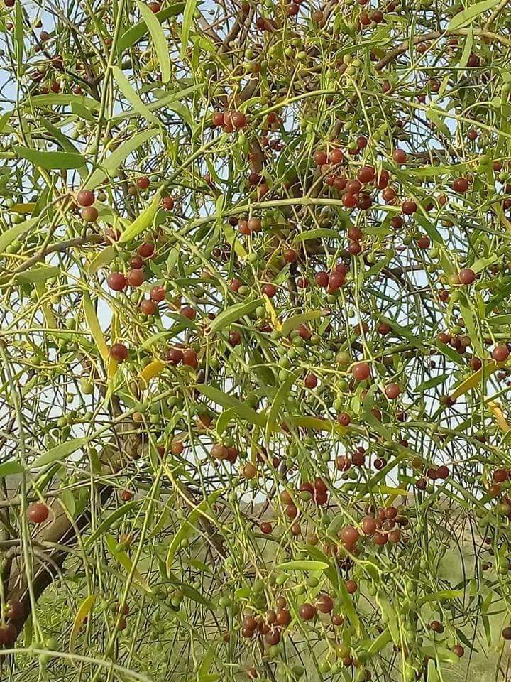 Wild Fruit ‘Peroon’ Brings Joys To The People Of Thar Desert - Daily ...