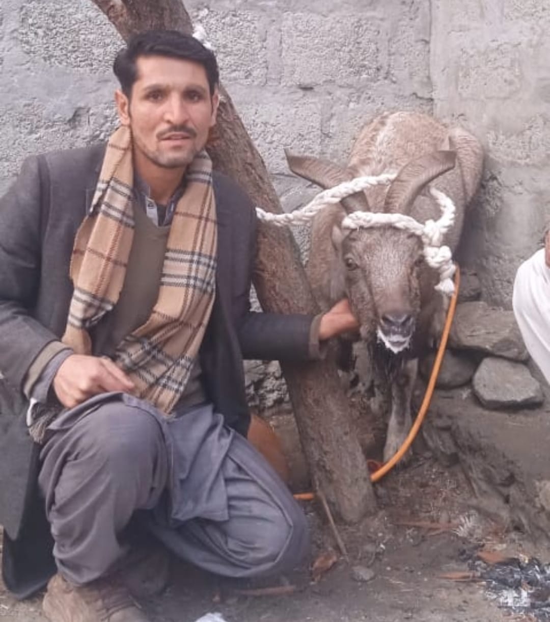 Local Resident Of Gilgit Baltistan Captured Alive A Rare Astor Markhor ...