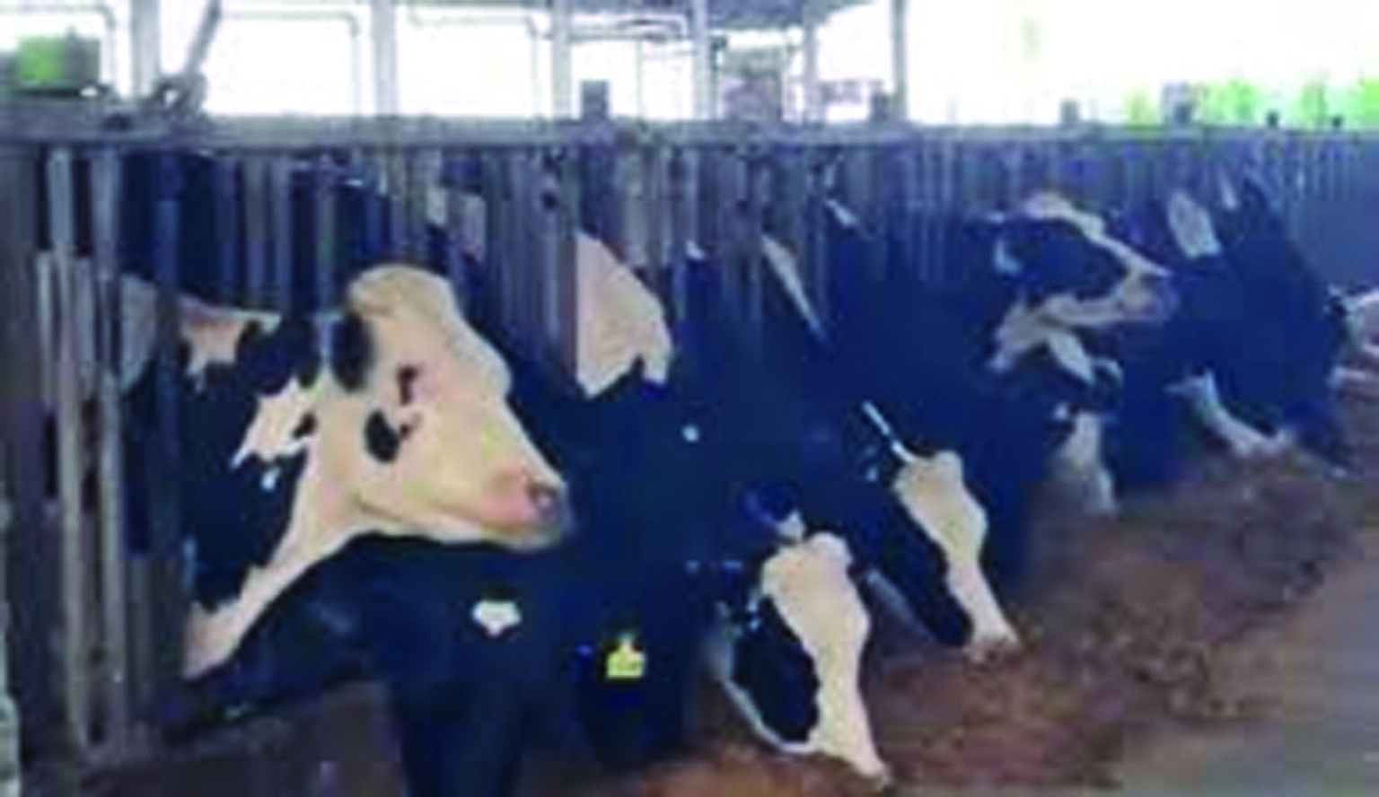 AJK Government Approves 56 Crore To Boost Meat And Milk Production ...